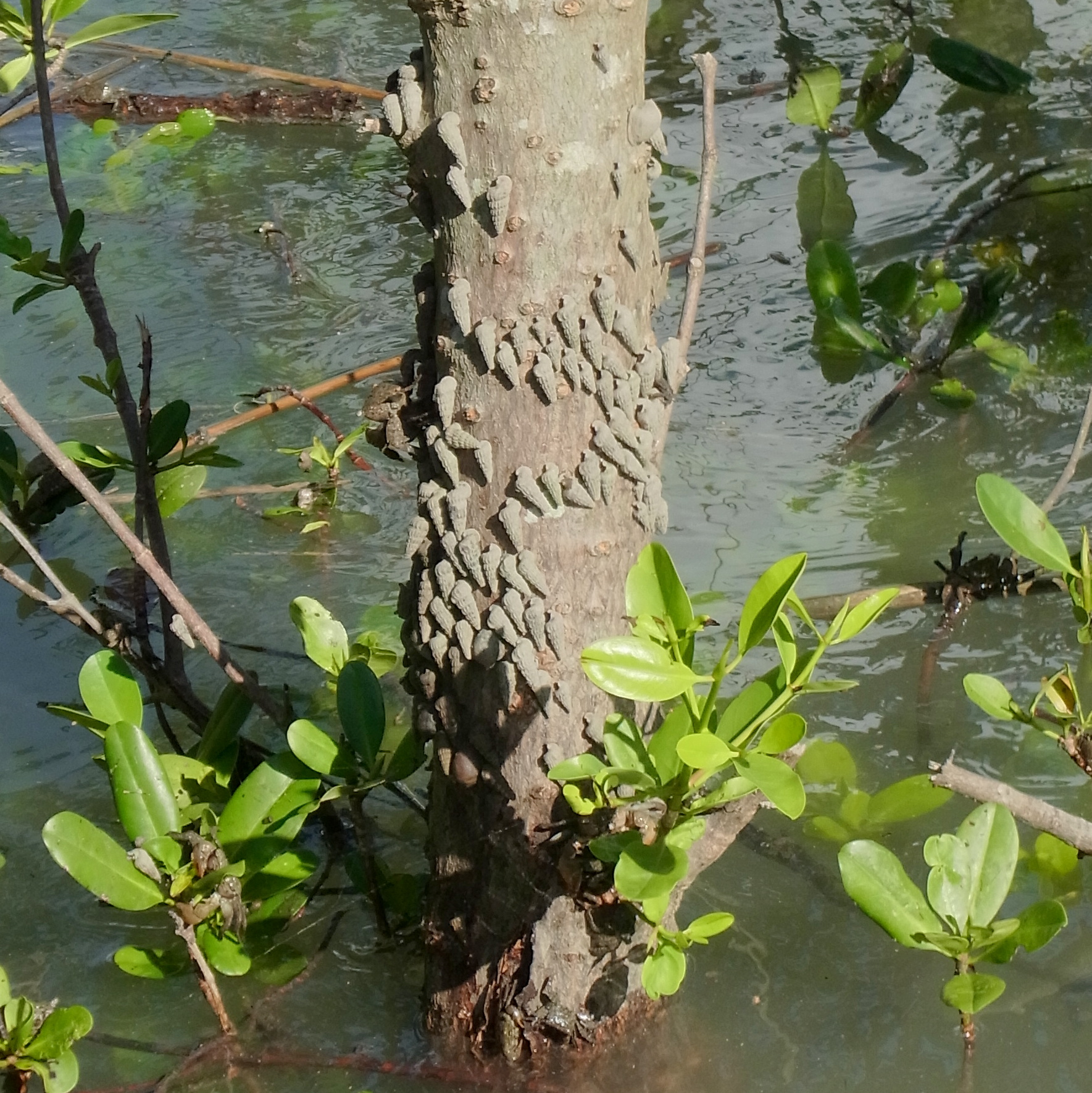 イトカケヘナタリ | 漫湖水鳥・湿地センター