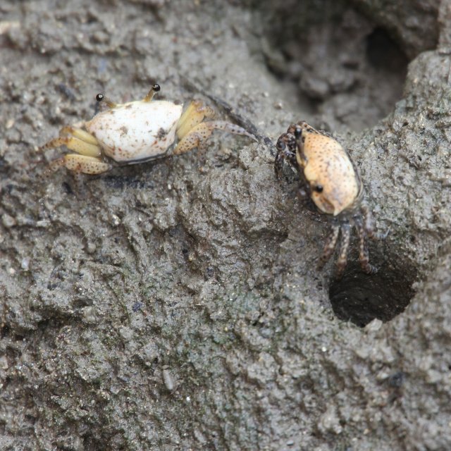 シモフリシオマネキ | 漫湖水鳥・湿地センター