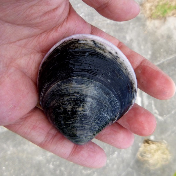 オキシジミ | 漫湖水鳥・湿地センター