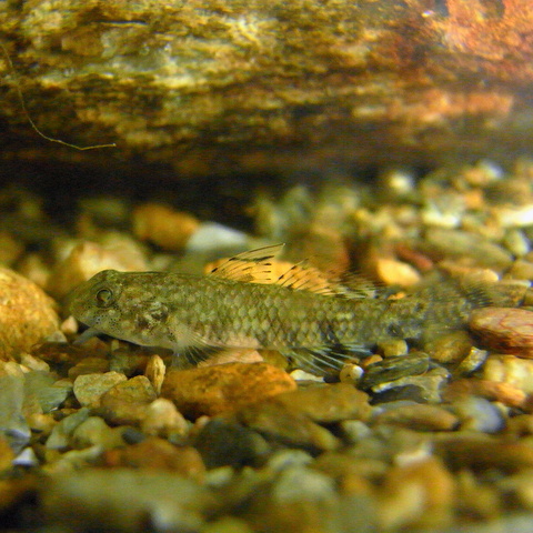 ヒナハゼ | 漫湖水鳥・湿地センター