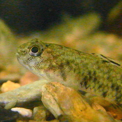 ヒナハゼ | 漫湖水鳥・湿地センター
