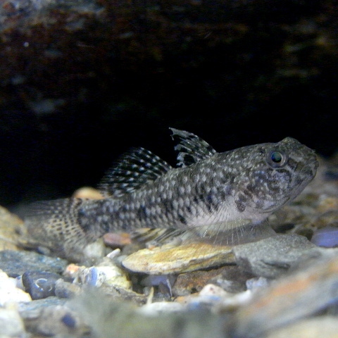 ヒナハゼ | 漫湖水鳥・湿地センター