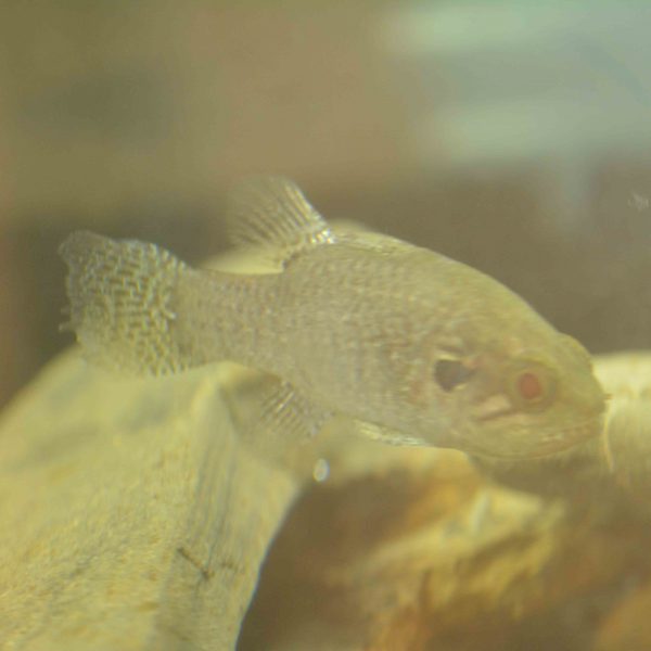 シボリ | 漫湖水鳥・湿地センター