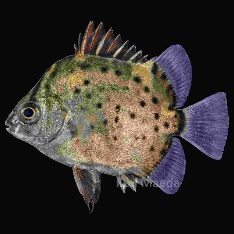 漫湖の魚 | 漫湖水鳥・湿地センター